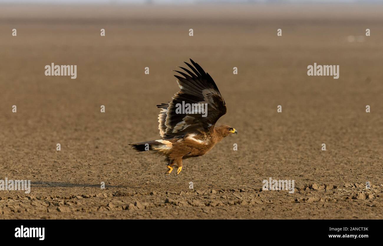Steppe eagle in a typical ecosystem of habitat. The steppe eagle is a ...