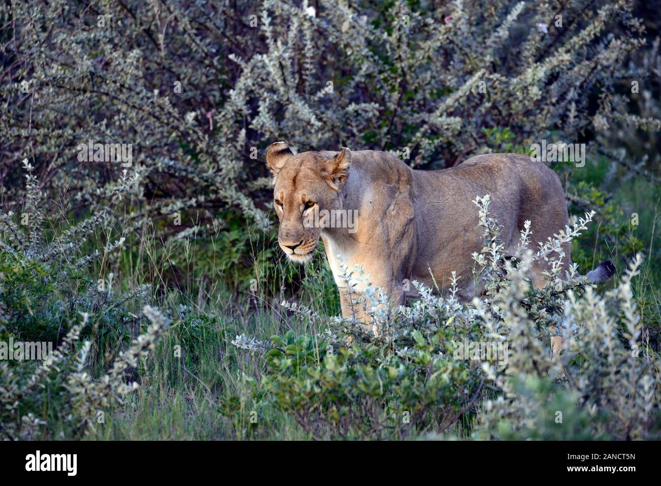 adult female lion walking,Panthera leo,grass,summer,Etosha National ...