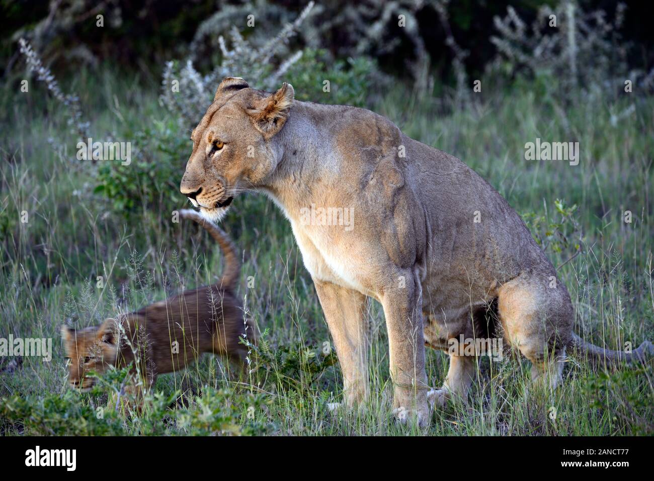 Crouching lion hi-res stock photography and images - Alamy