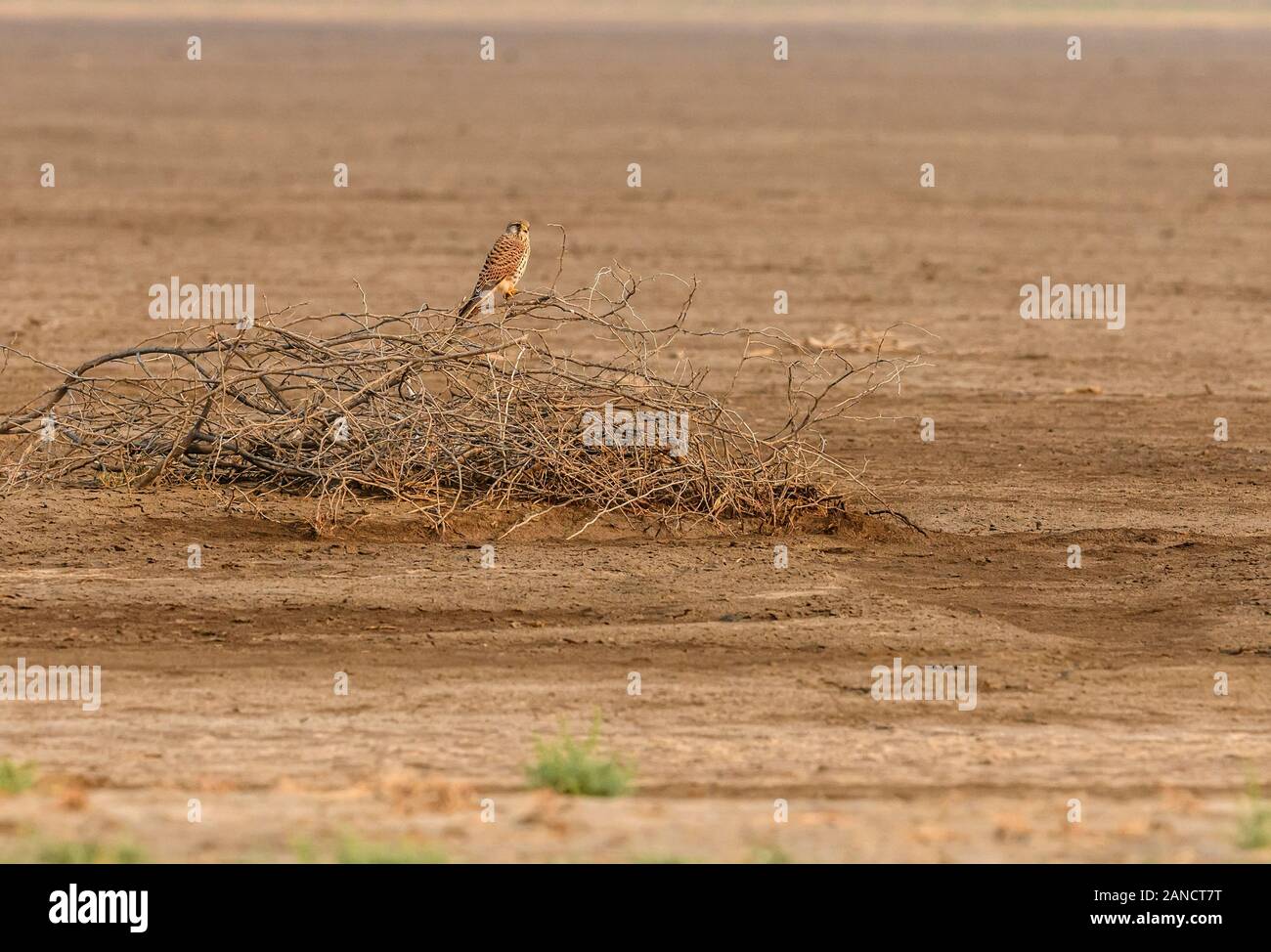 India’s rich natural landscape has long been the refuge of birds from ...