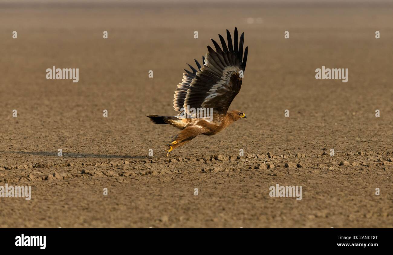 Steppe eagle in a typical ecosystem of habitat. The steppe eagle is a ...