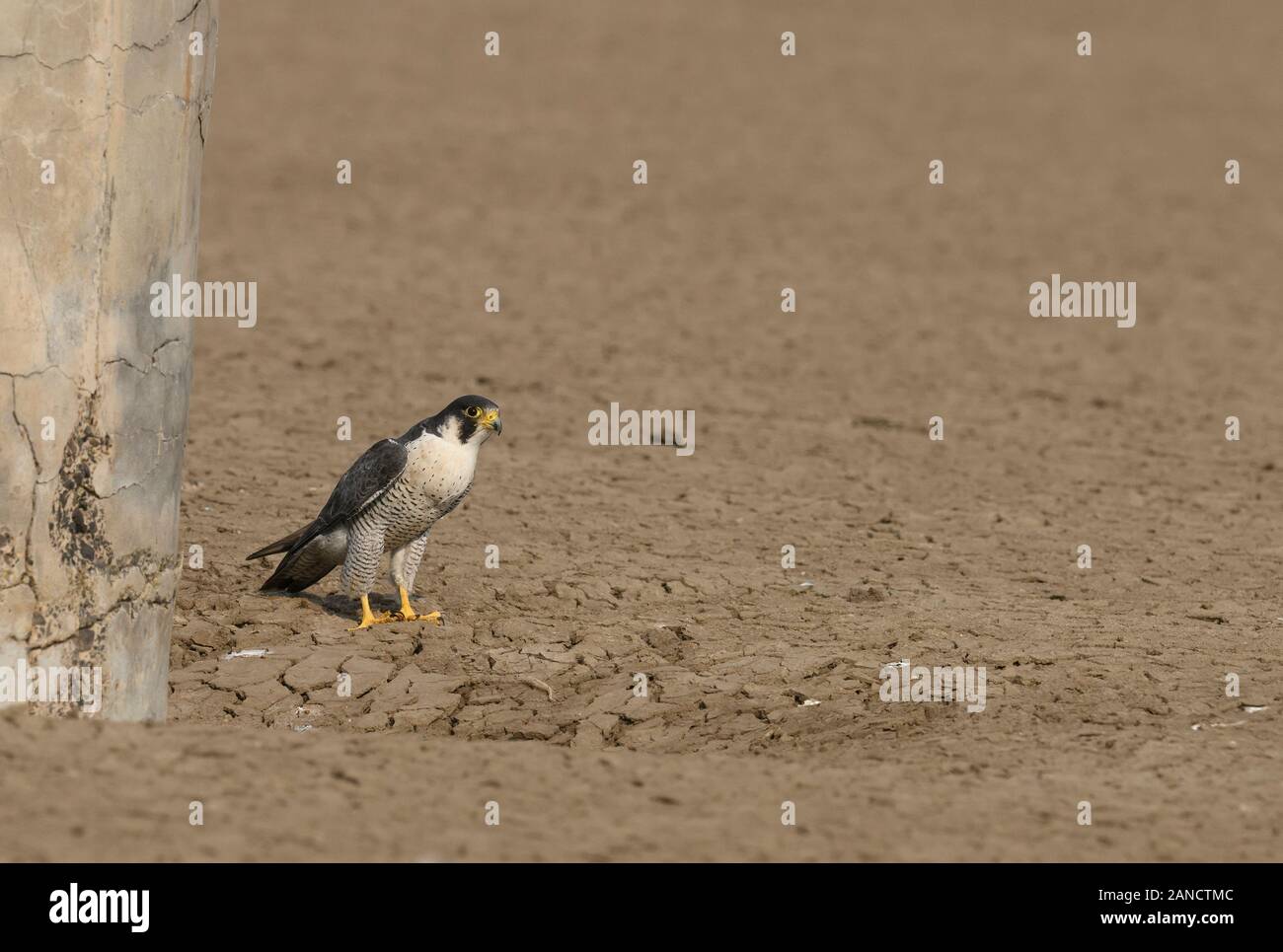 A Peregrine Falcon (Falco peregrinus) spreading it's wings while ...