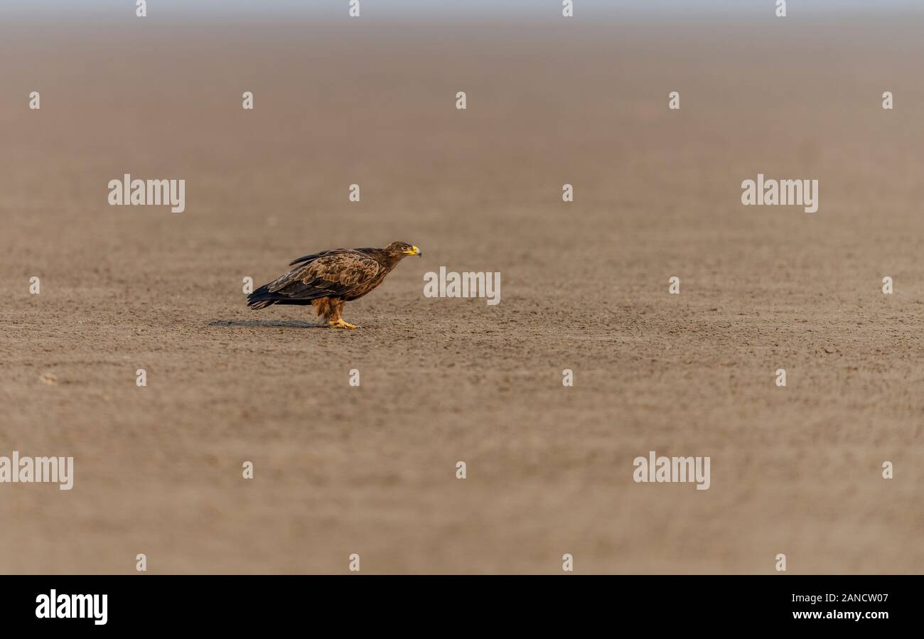 Steppe eagle in a typical ecosystem of habitat. The steppe eagle is a ...