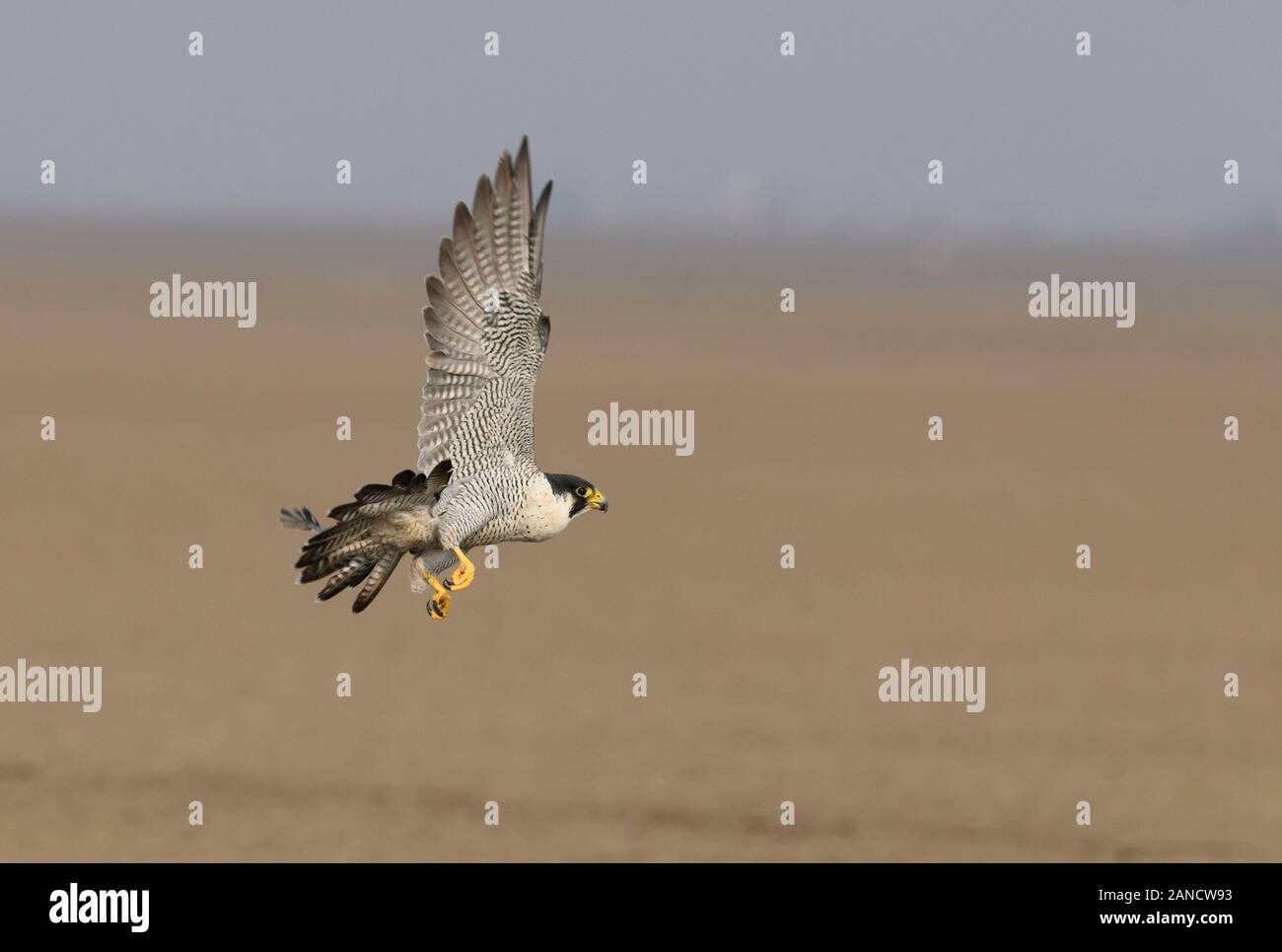 Fastest Flying Animal In The World