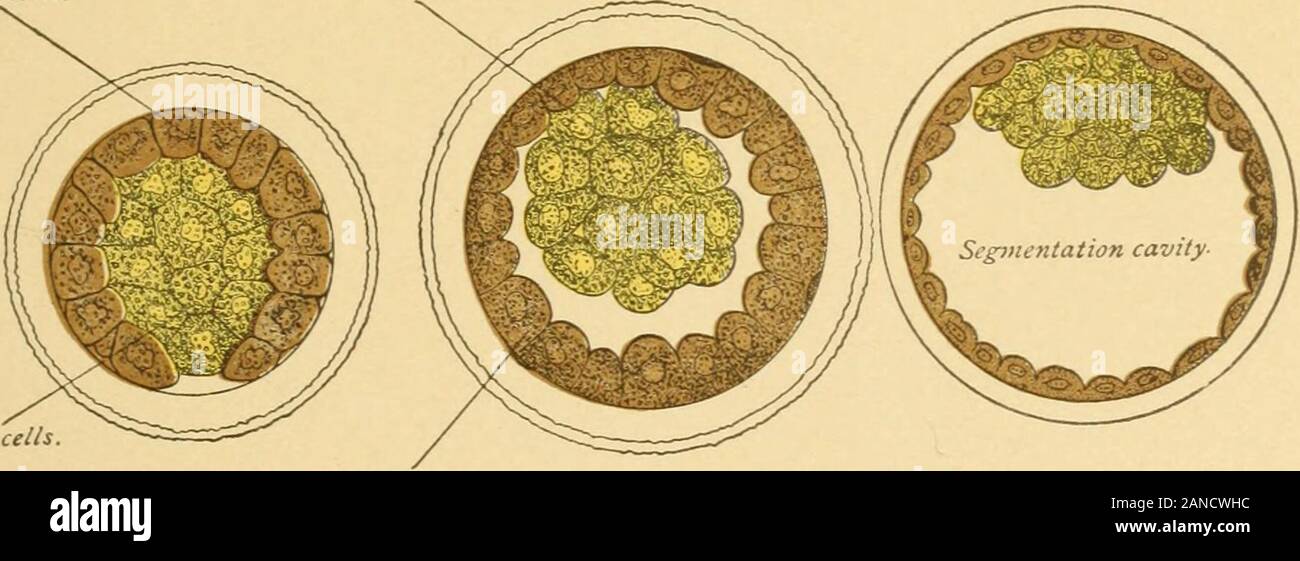 A textbook of obstetrics . Outer cells Inner cells Inner cells Inner ...