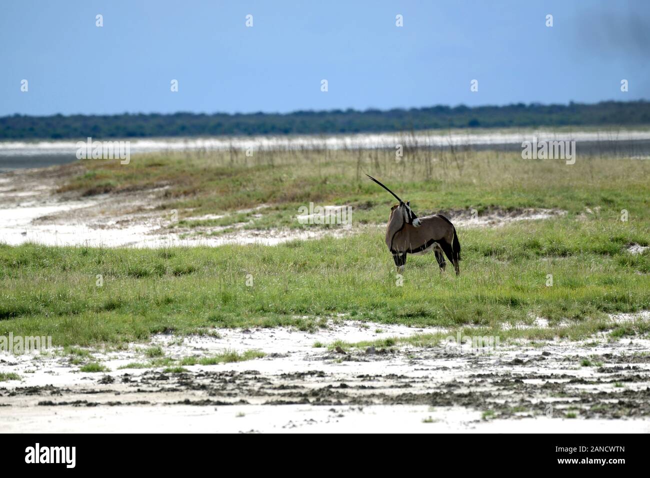 South african salt hi-res stock photography and images - Alamy