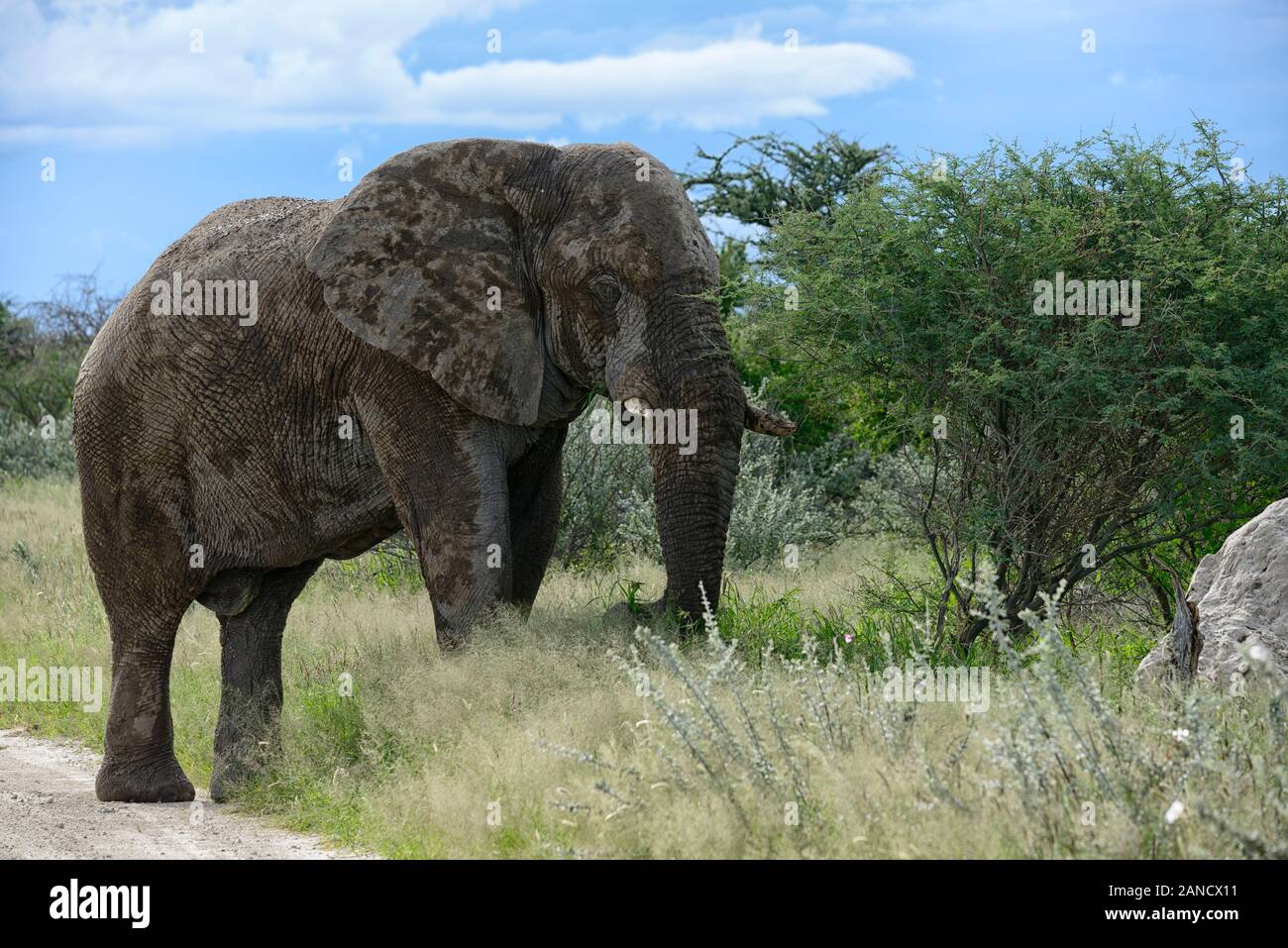 Large bull African Elephant, Loxodonta africana, in full musth ...