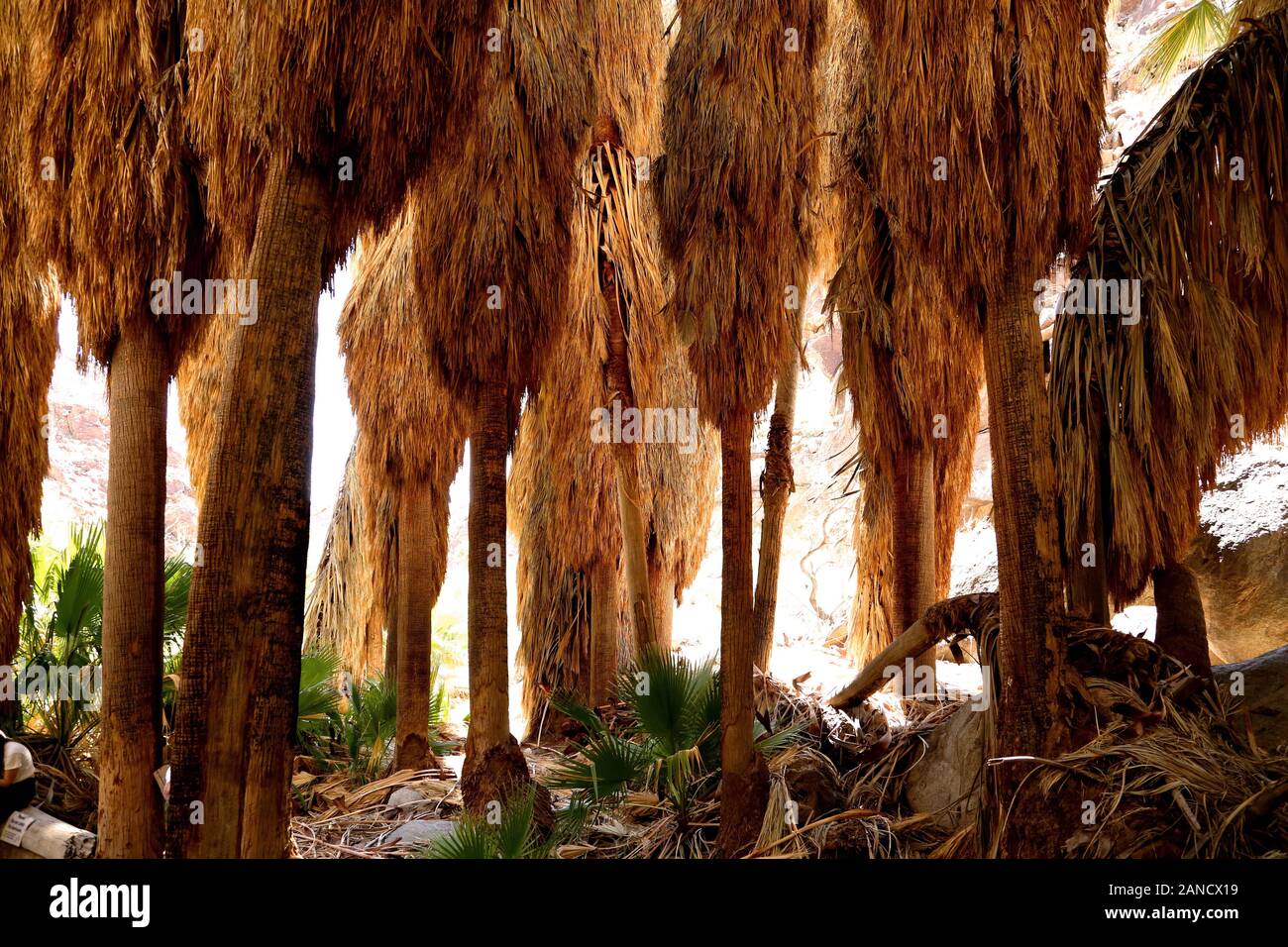 overgrown palm tree forest in desert Stock Photo - Alamy