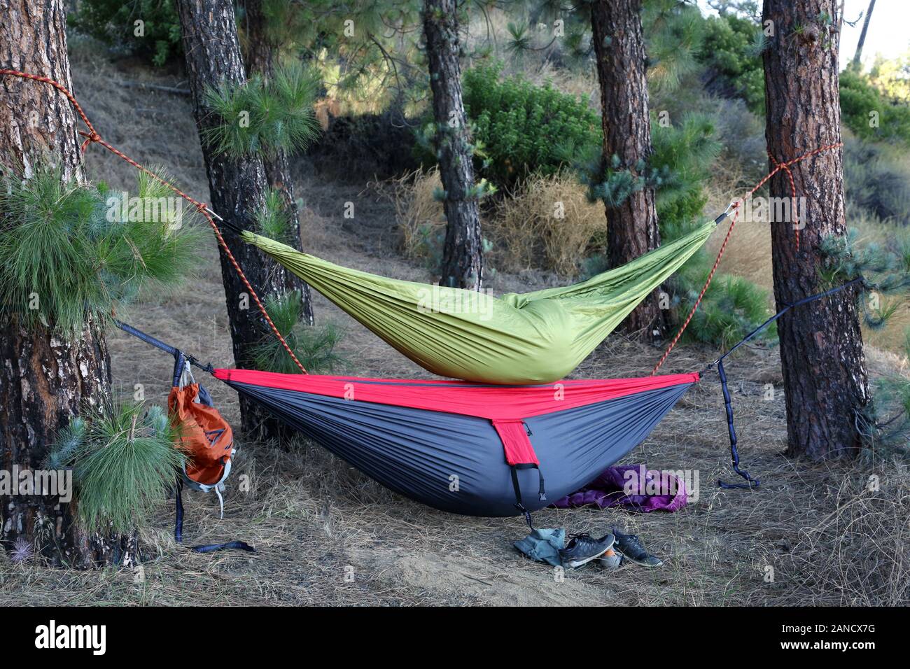 two people sleeping in hammocks tied to trees in forest Stock Photo - Alamy