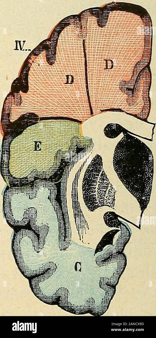 Traité d'anatomie humaine . Fig. 623.Coupe frontale, suivant ce de la ...