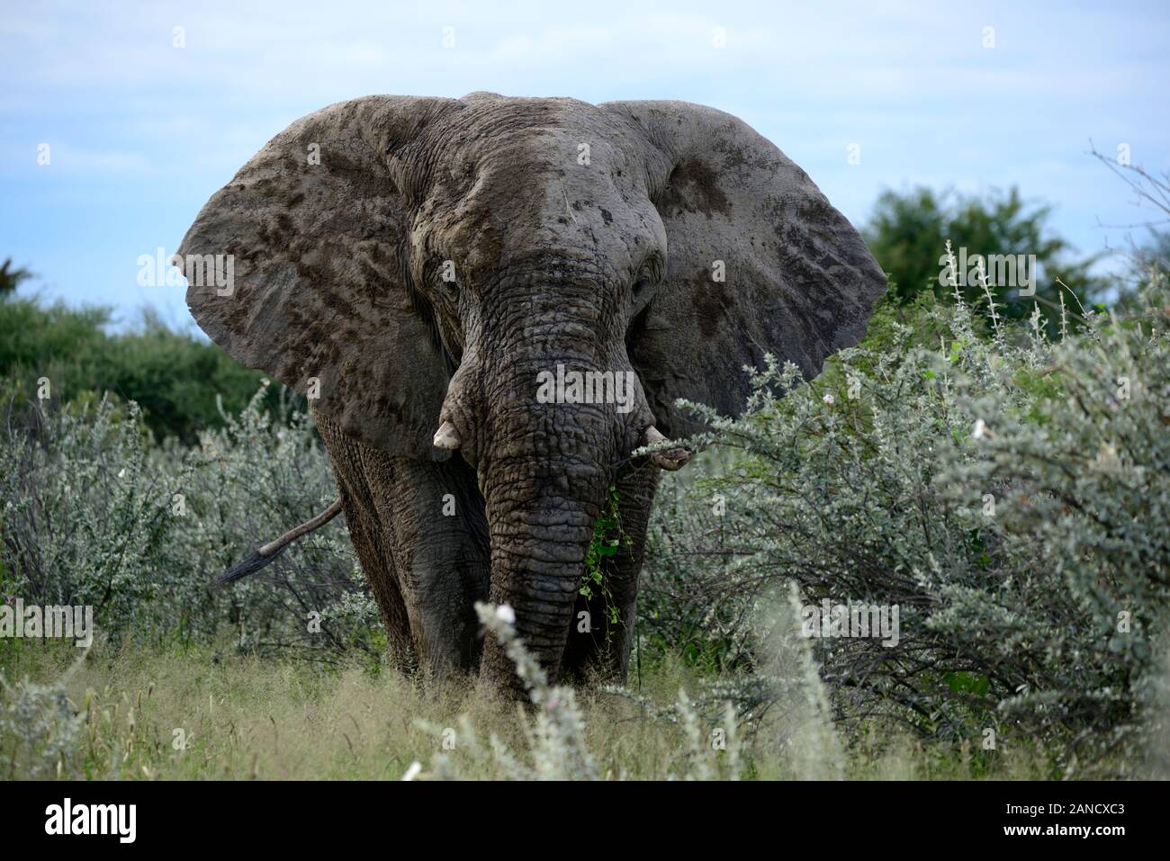 In full musth hi-res stock photography and images - Alamy