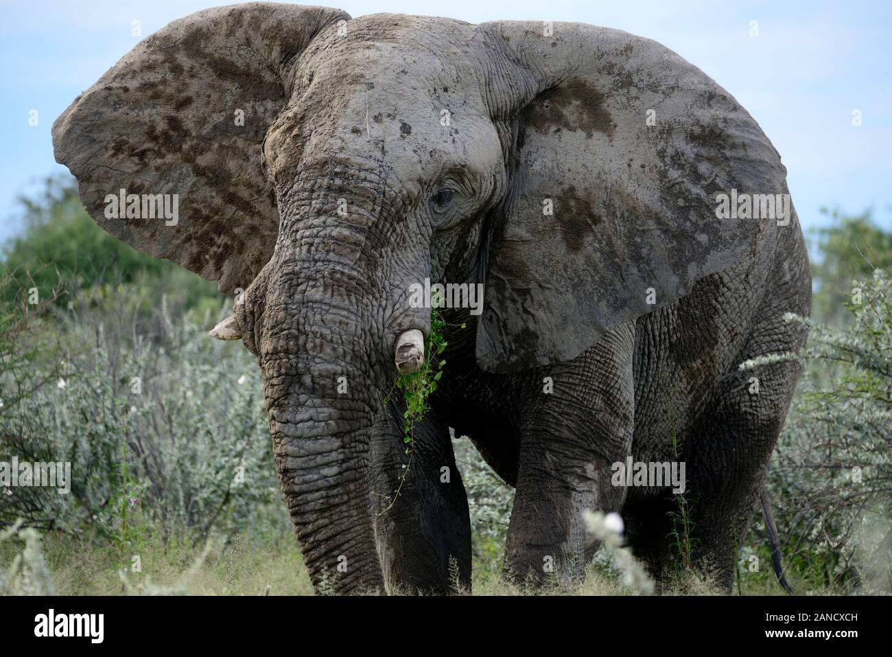 Large bull African Elephant, Loxodonta africana, in full musth ...