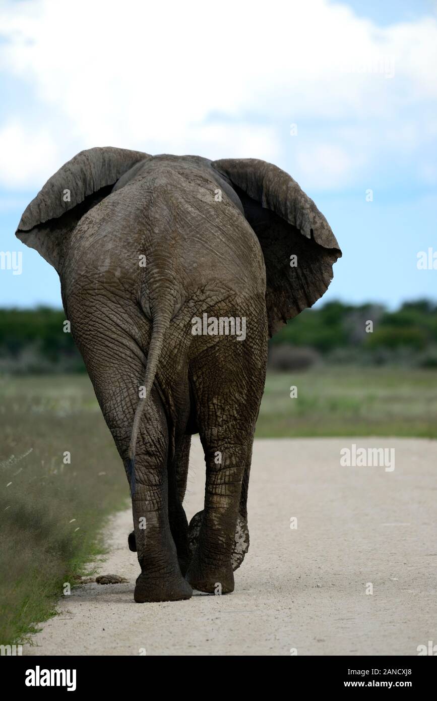 Large bull African Elephant,walking away,walking on a road, Loxodonta ...