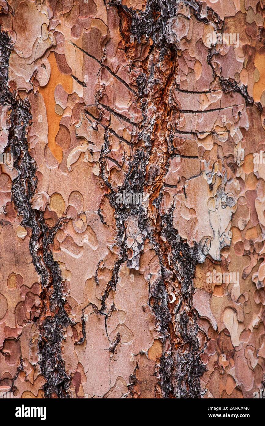 Claw marks on tree hi-res stock photography and images - Alamy