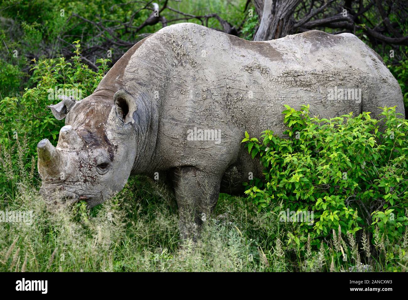 dehorned Black Rhino feeding,Diceros bicornis,de-horn,de-horned,protect ...