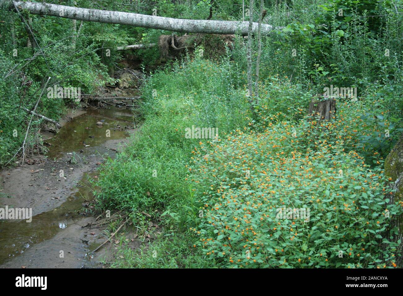 Stream meander america hi-res stock photography and images - Alamy