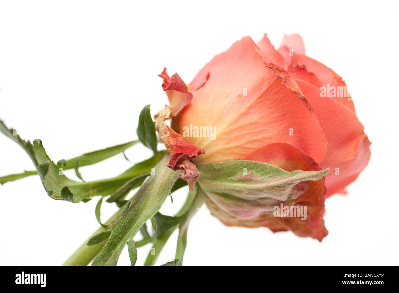 Close up of rosebud Cut Out Stock Images & Pictures - Alamy