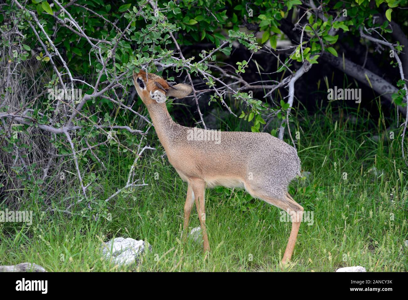 Kirk's dik-dik,Madoqua kirkii,small antelope,feed,feeding,shrub,shrubs,summer,etosha national ...
