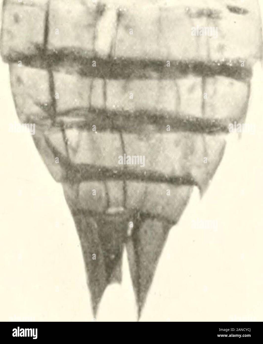 Wedge shaped structure hi-res stock photography and images - Alamy