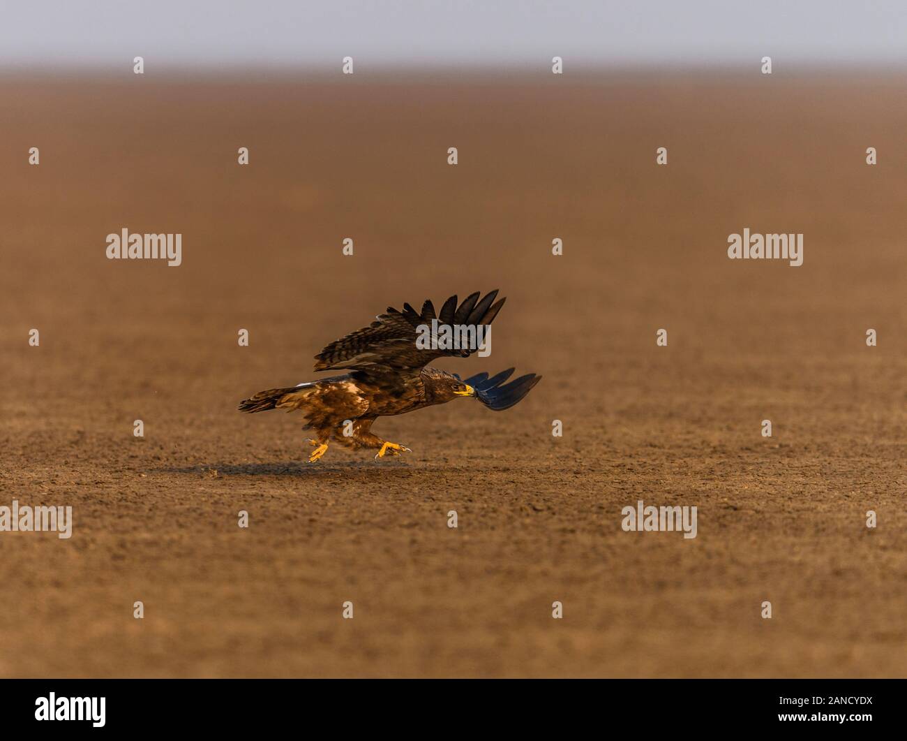 Steppe eagle in a typical ecosystem of habitat. The steppe eagle is a ...