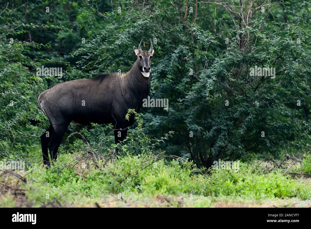 Nilgai or blue bull is the largest Asian antelope and is endemic to the ...