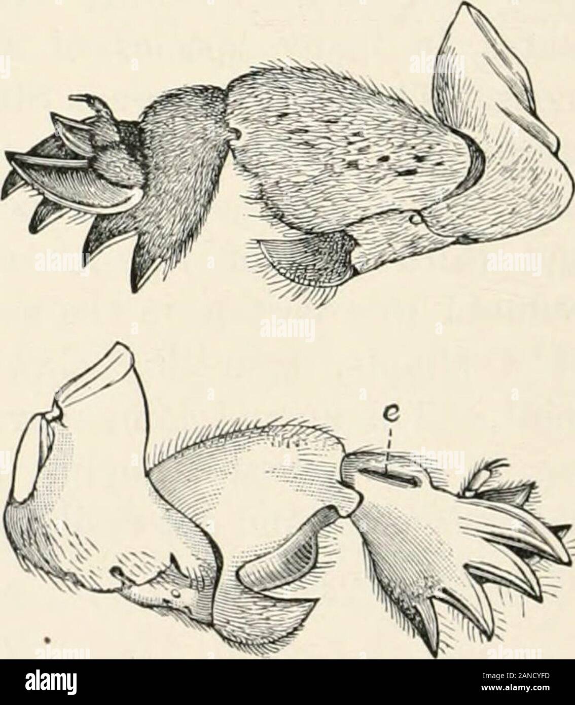 A text-book of entomology, including the anatomy, physiology ...