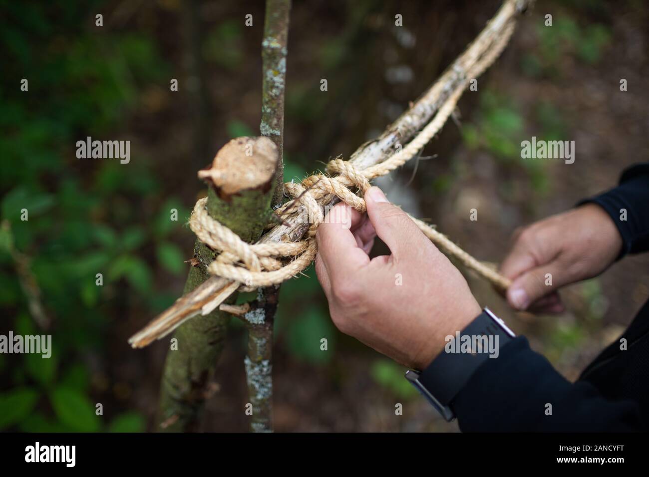 Fort vancouver tree hi-res stock photography and images - Alamy