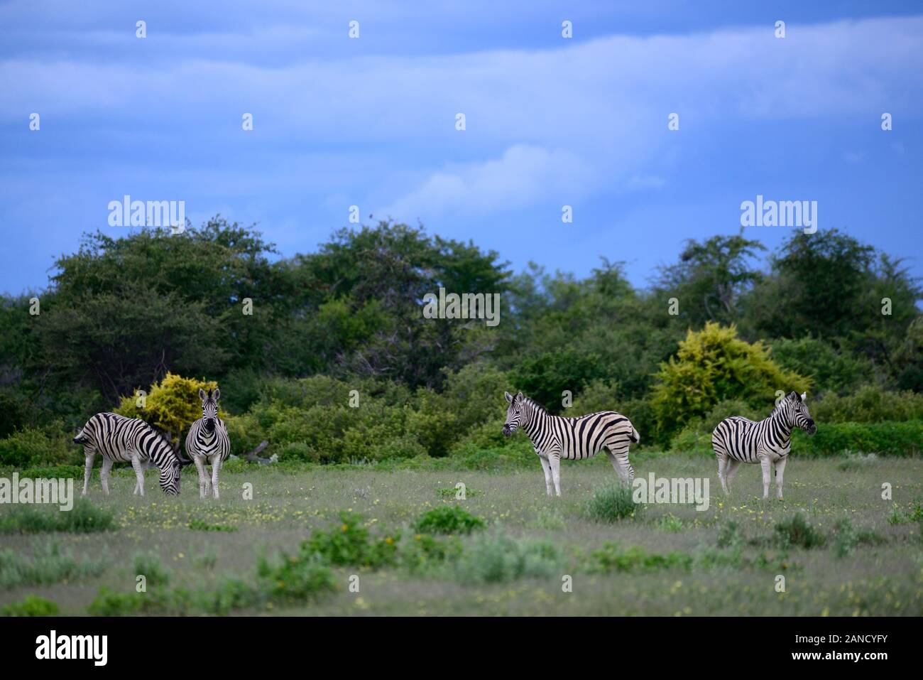 Hartmanns zebra hi-res stock photography and images - Alamy