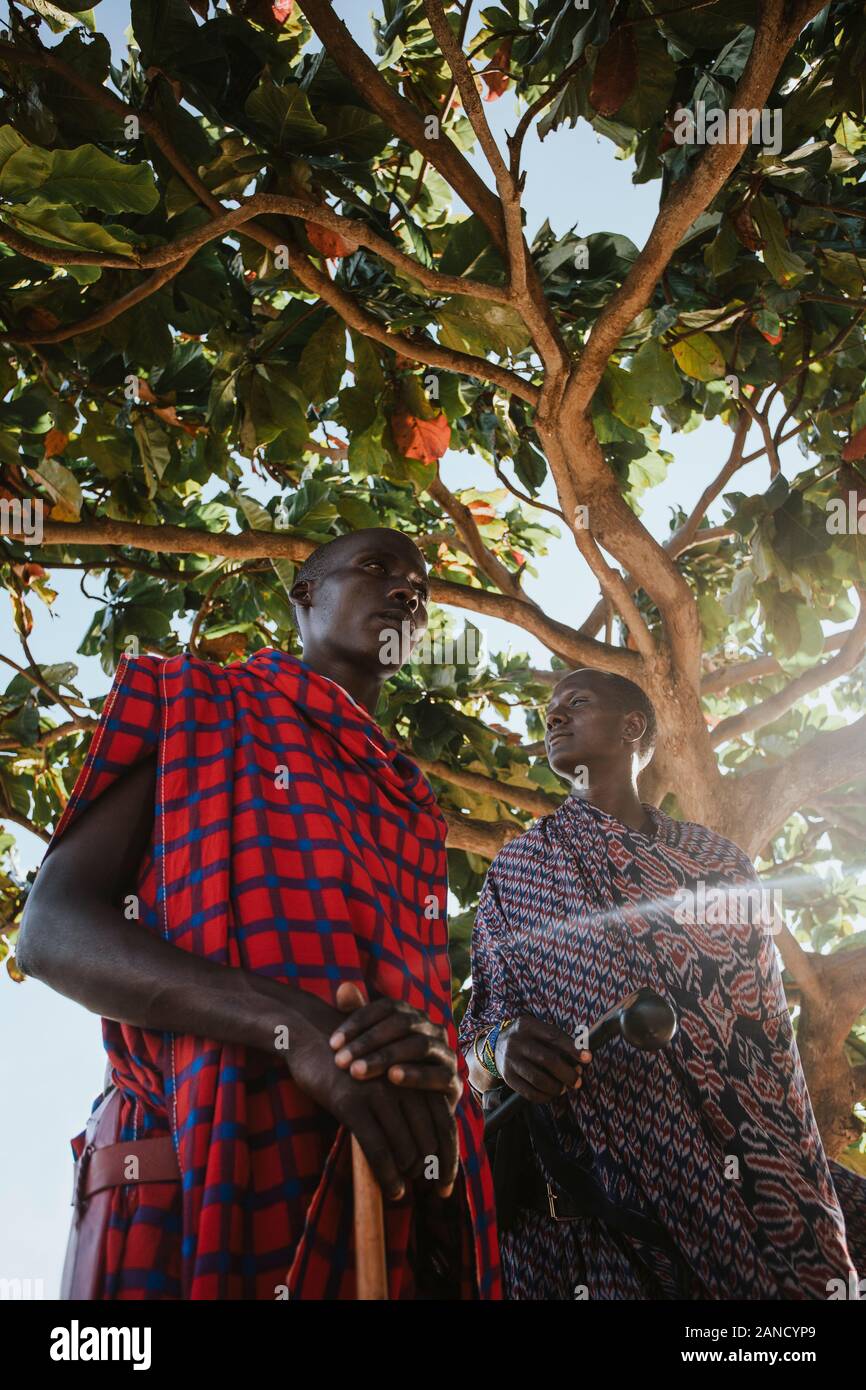 Two masai men in traditional clothes standing under big mkungu tree ...