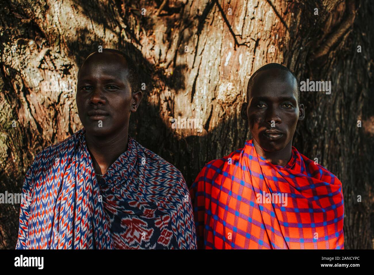 Two masai men in traditional clothes standing under big mkungu tree ...
