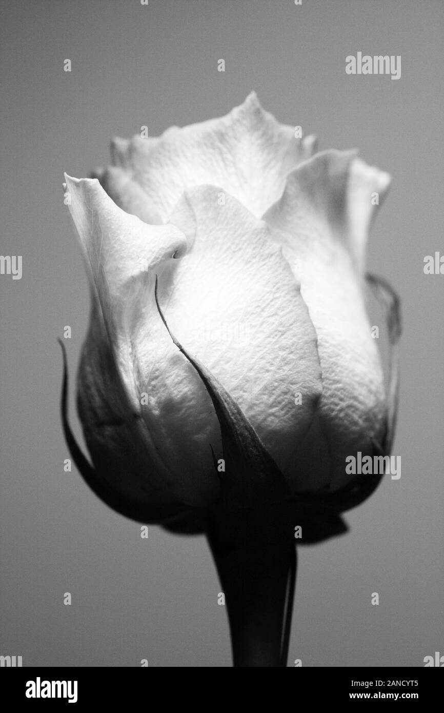 Rose and rosebud Black and White Stock Photos & Images - Alamy