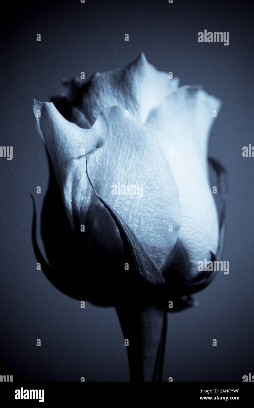 Black and white rosebud hi-res stock photography and images - Alamy