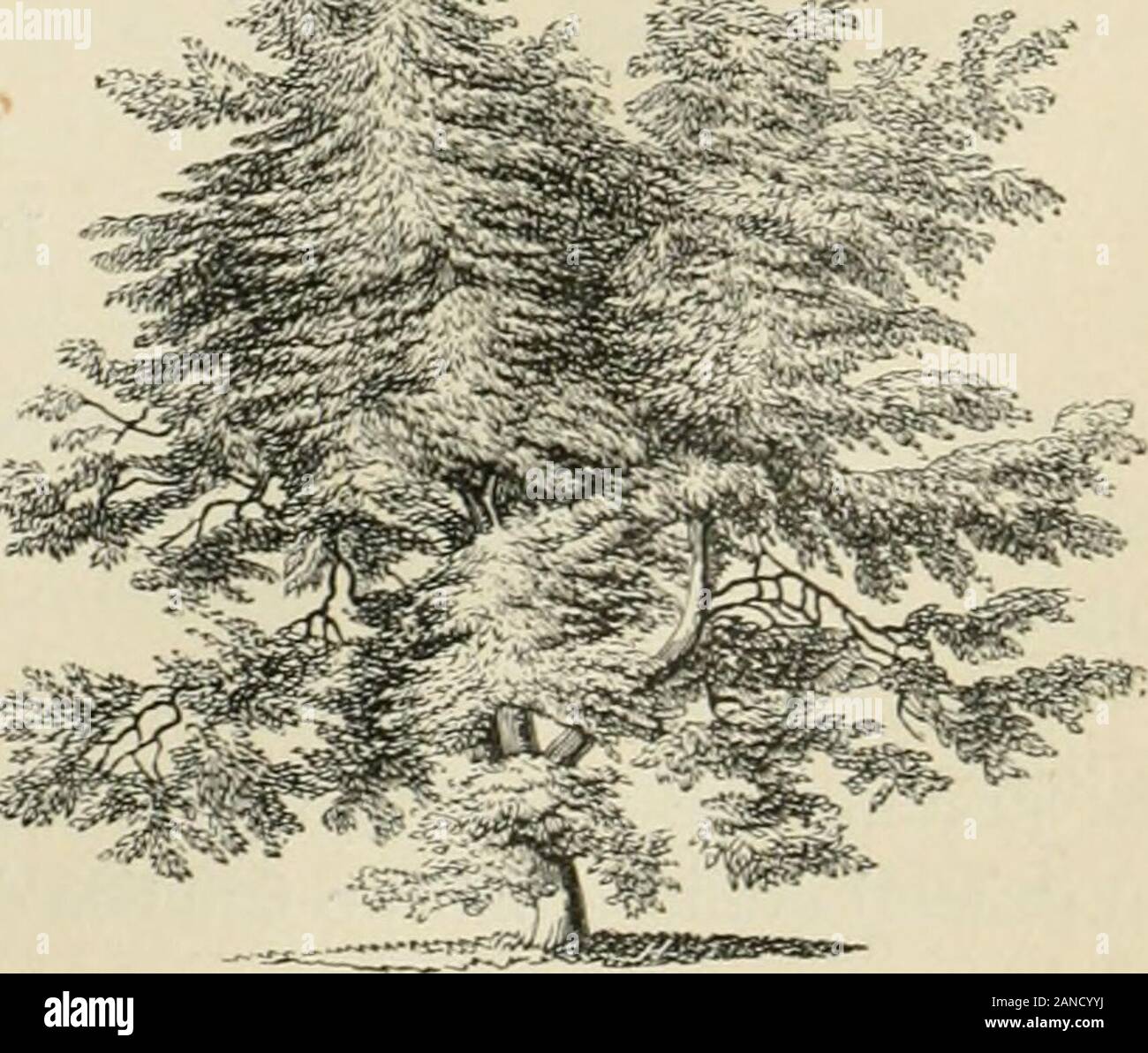 Slenderbranches hi-res stock photography and images - Alamy