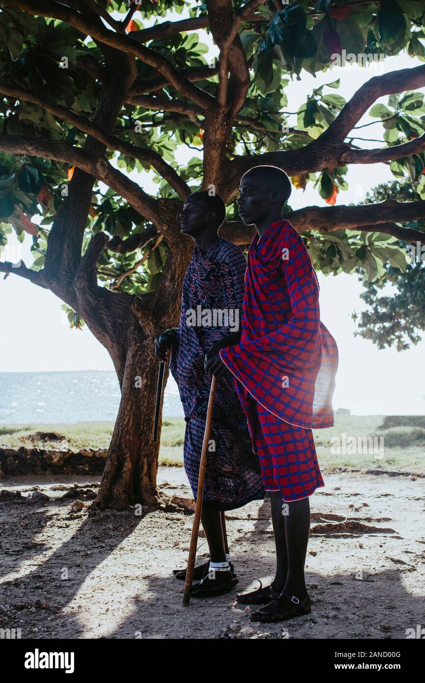 Two masai men in traditional clothes standing under big mkungu tree ...