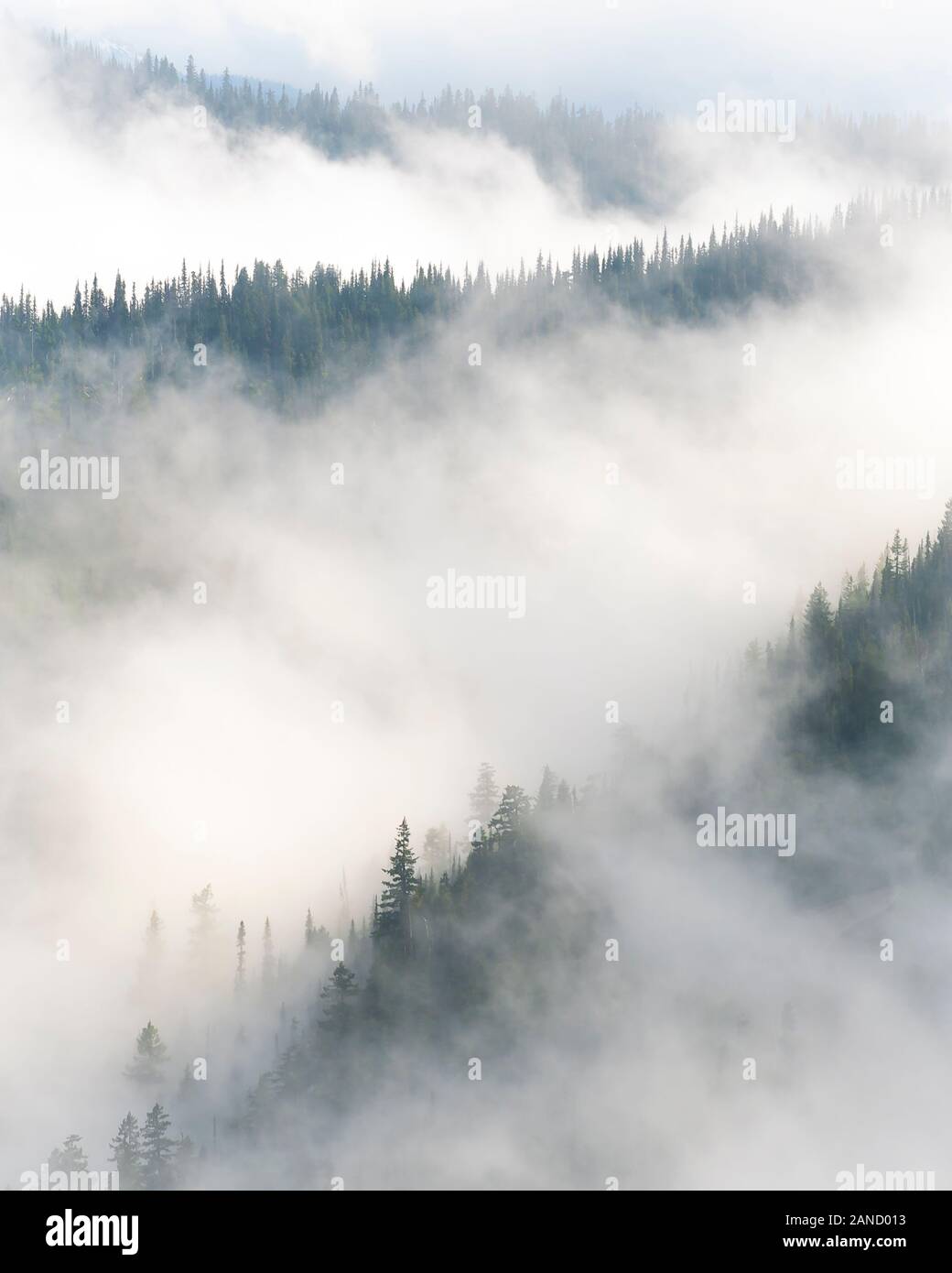 Layers of forest trees in fog, taken in Olympic National Park ...