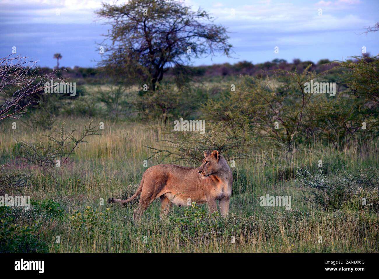 female adult lion,lioness,dusk,sunset,looking back,on the prowl,hunt ...