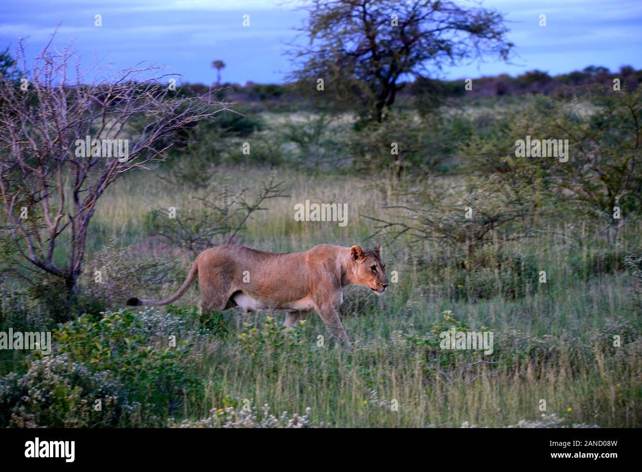 female adult lion,lioness,dusk,sunset,on the prowl,hunt,hunting,prey ...