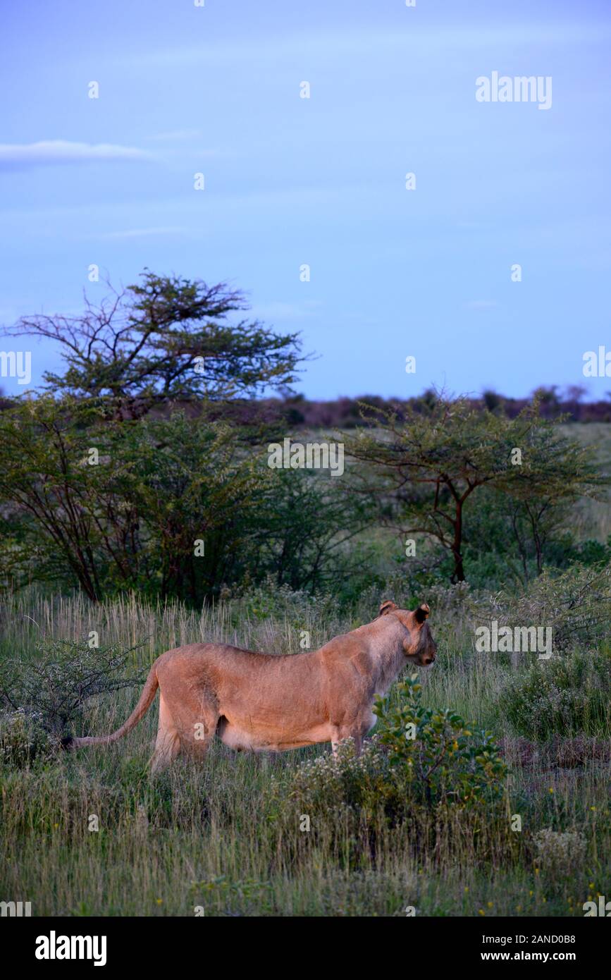 female adult lion,lioness,dusk,sunset,on the prowl,hunt,hunting,prey ...