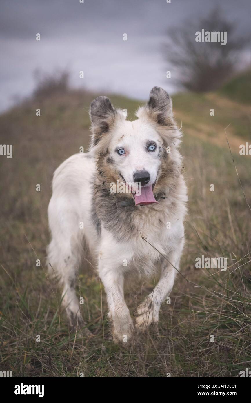 Blue border collie hi-res stock photography and images - Alamy