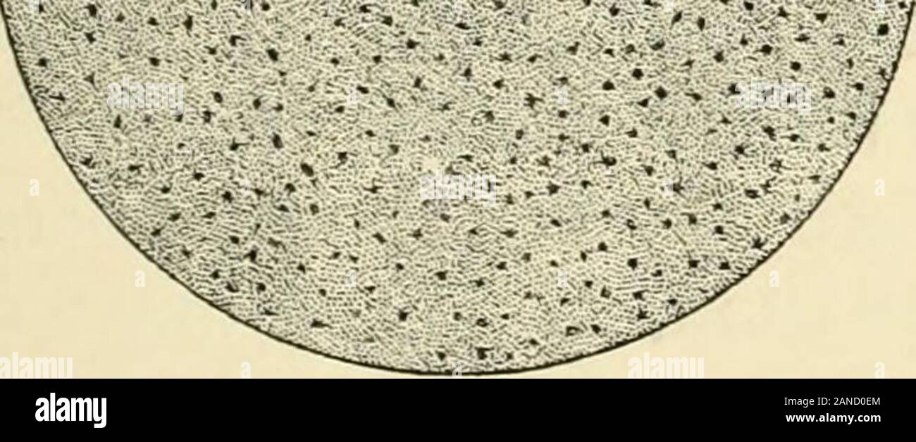 A textbook of obstetrics . Fig. 54.—Formation of polar bodies in ova of ...