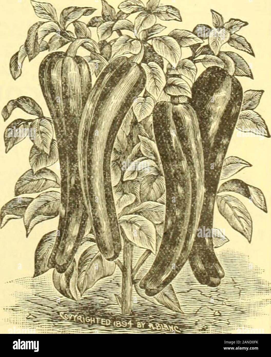 Elephant's trunk pepper hi-res stock photography and images - Alamy