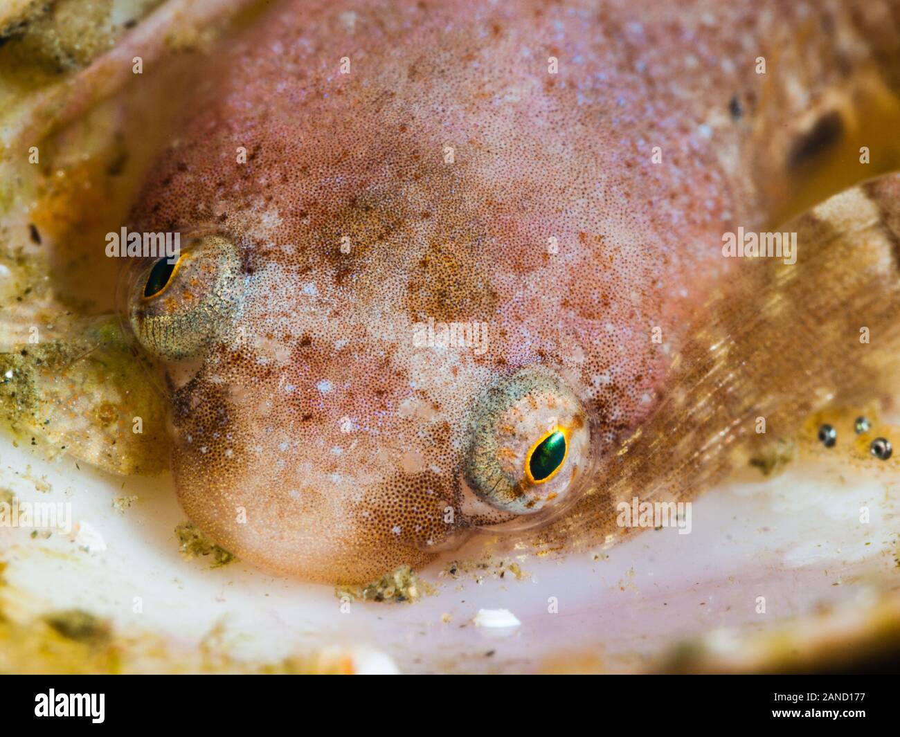 Diplecogaster bimaculata bimaculata hi-res stock photography and images ...