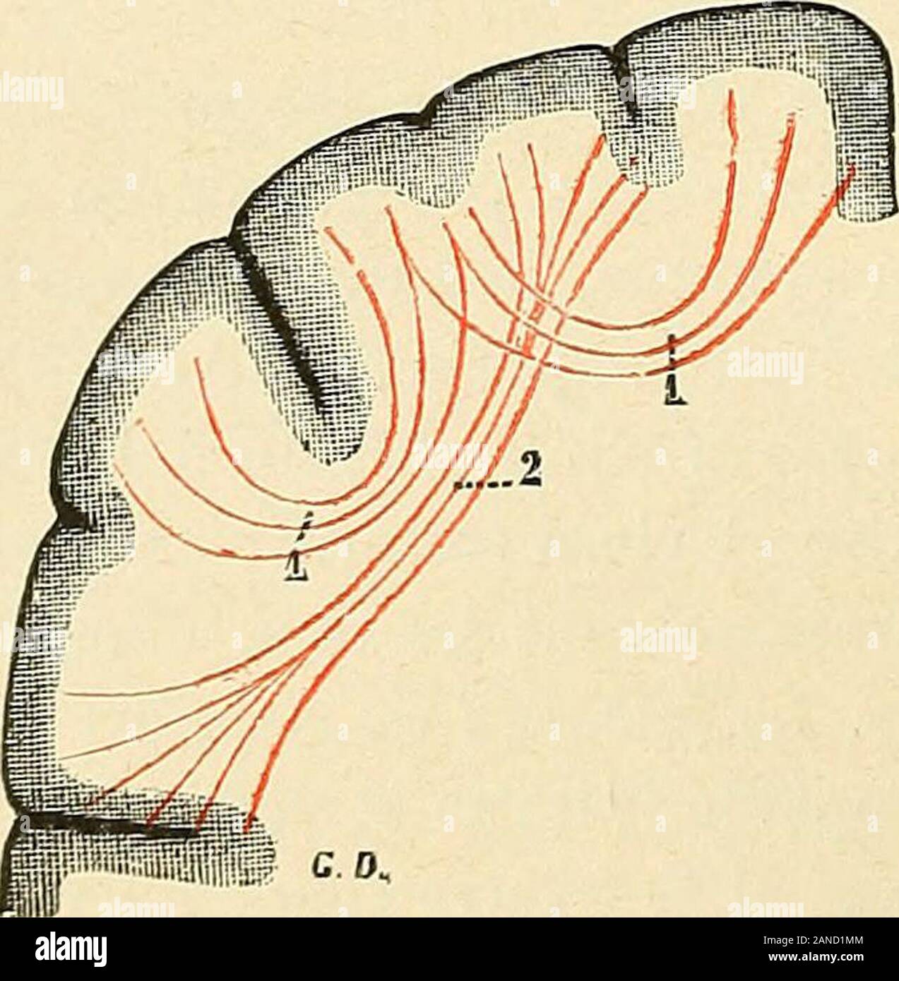 Traité d'anatomie humaine . la couronne rayon-nante ou fibres de ...