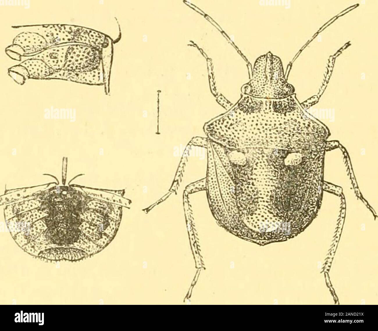 Levigate High Resolution Stock Photography and Images - Alamy