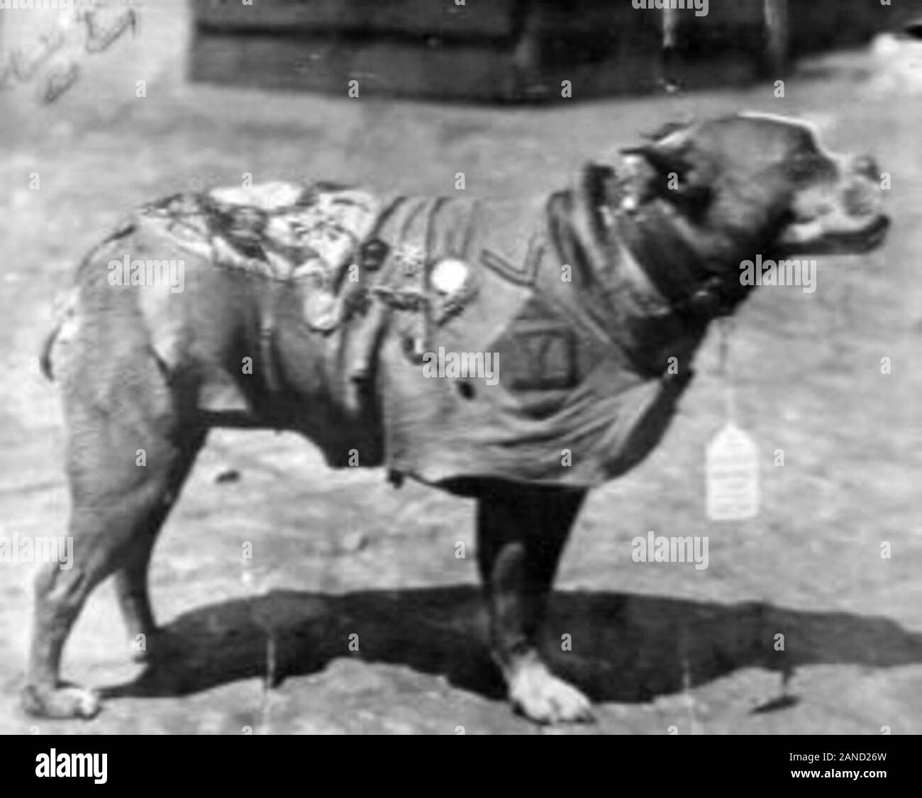 Sgt. Stubby wearing his coat & medals Stock Photo - Alamy