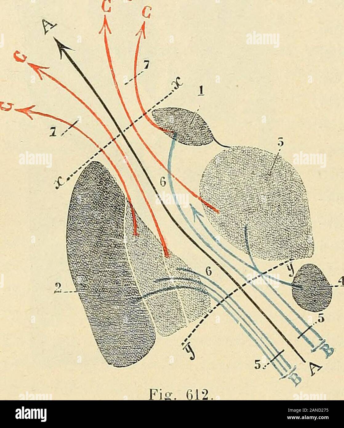 Traité d'anatomie humaine . es noyaux opto-striés à lécorce céré-brale ...