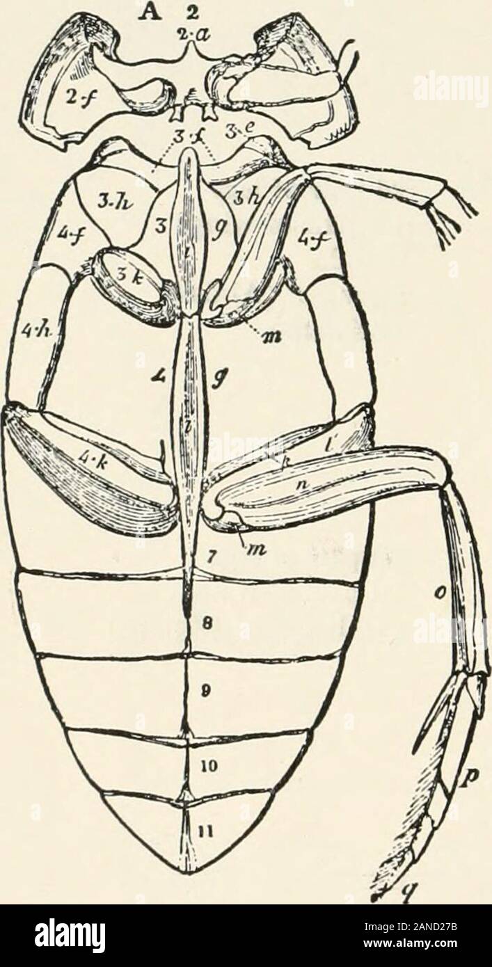 A text-book of entomology, including the anatomy, physiology ...
