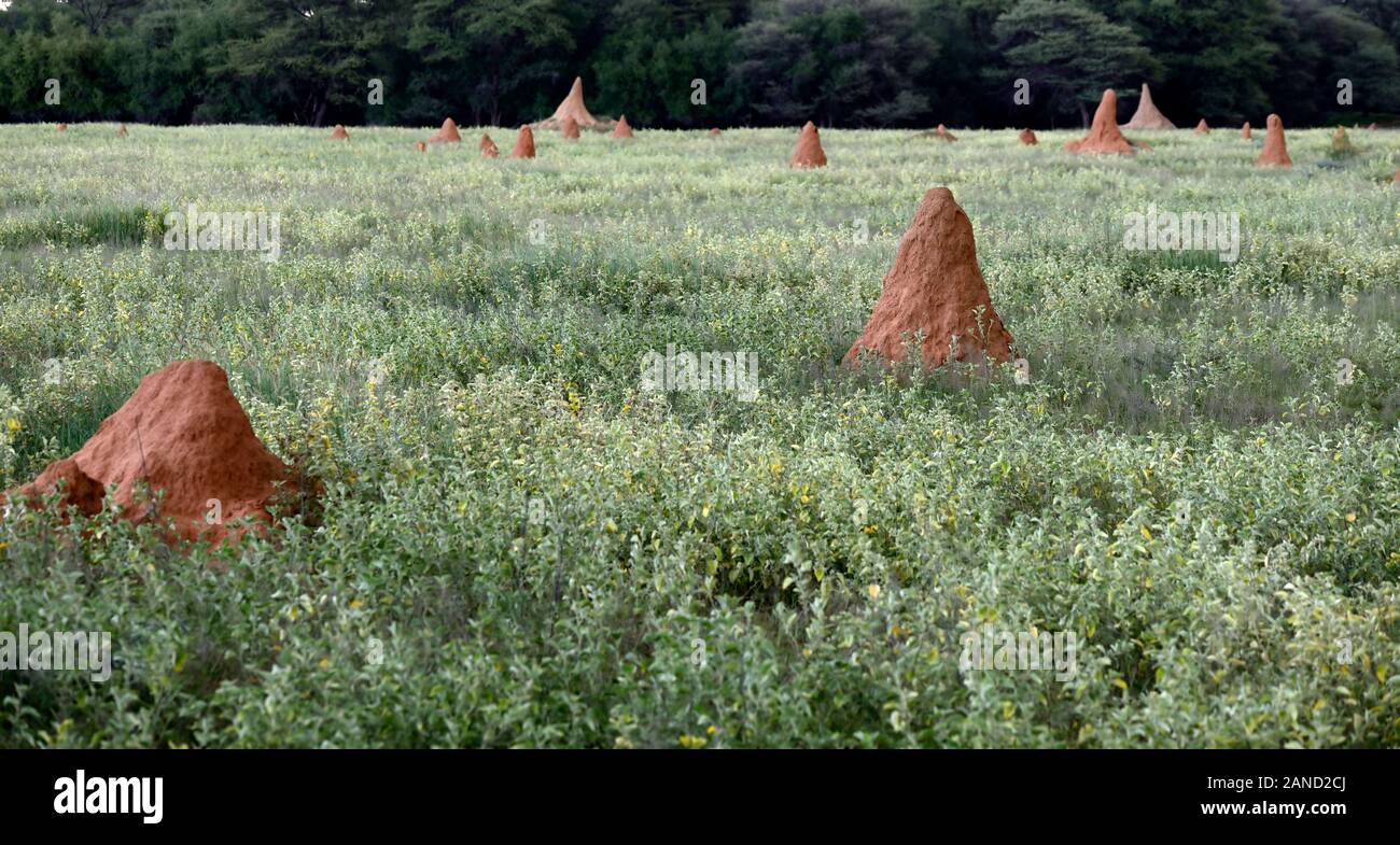 termite mounds,Hamakari Guest Farm,farmland,grazing land,Waterberg ...