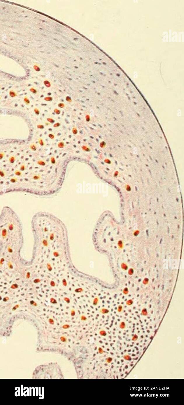 Fibroids and allied tumours (myoma and adenomyoma) : their pathology ...