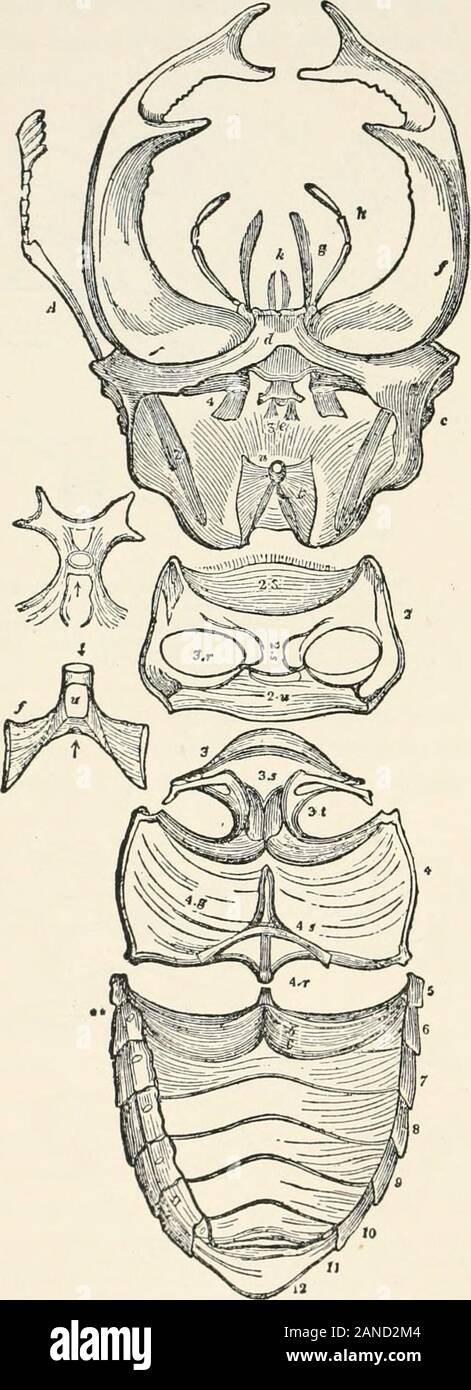 A text-book of entomology, including the anatomy, physiology ...